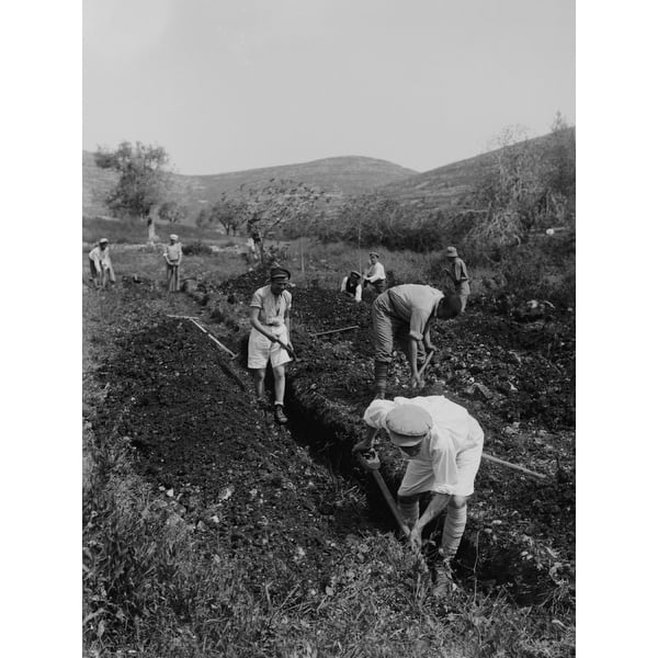 Jewish Immigrants Digging A Trench As They Establish A Communal ...