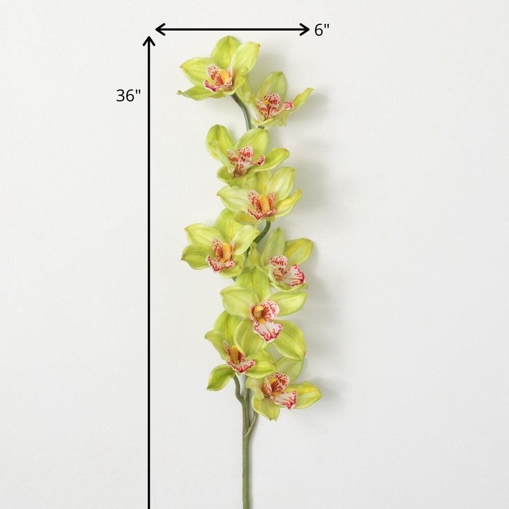 lime cymbidium