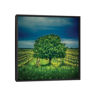 iCanvas "Tree In Vineyard" by Igor Vitomirov Framed - Bed Bath & Beyond ...