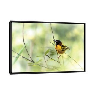 iCanvas "Male Black-Headed Weaver Bird" by Jane Rix Framed - Bed Bath ...