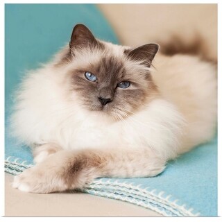 "White sacred birman cat with blue eyes lying on blue blanket." Poster ...