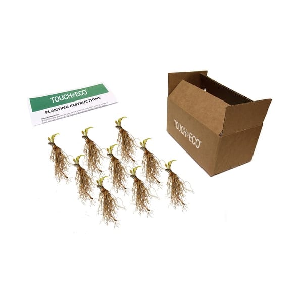 Hardy Heart Shaped Hosta Plants - 9 Bare Roots - Bed Bath & Beyond ...