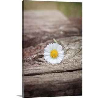 "Daisy resting on wood with soft pastel tones in background." Canvas ...