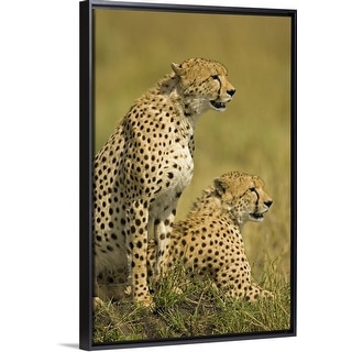 "Close-up of two Cheetahs (Acinonyx Jubatus), Masai Mara National ...