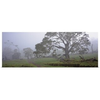 Koa trees on a landscape, Mauna Kea, Mana Road, Big Island, Hawaii ...