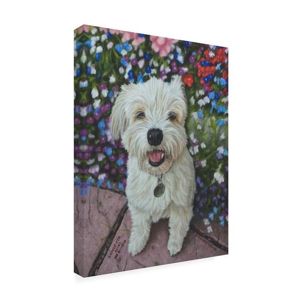 Steve Crockett 'Pet Portrait Of Little Ozz The Pomeranian Poodle Cross ...