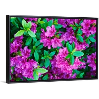 "Azalea flowers blooming." Black Float Frame Canvas Art - Bed Bath ...