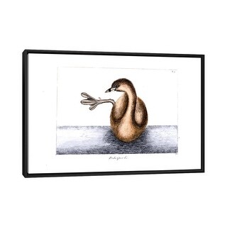 iCanvas "Pied-Billed Dobchick (Grebe)" by Mark Catesby Framed - Bed ...