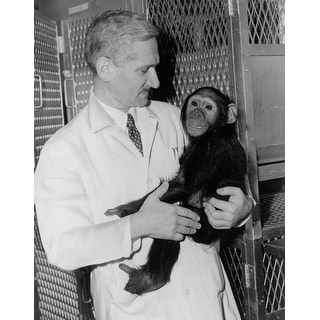 Dr Albert B Sabin Holding A Chimpanzee In Cincinnati Research ...