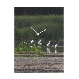 Kurt Shaffer Photographs 'Egrets And Lotus Flowers' Canvas Art - Bed ...