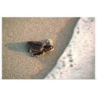 "Baby Loggerhead Sea Turtle" Poster Print - Multi - Bed Bath & Beyond ...