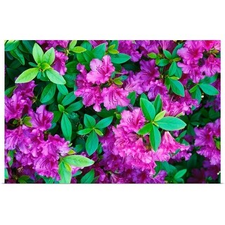 "Azalea flowers blooming." Poster Print - Multi - Bed Bath & Beyond ...