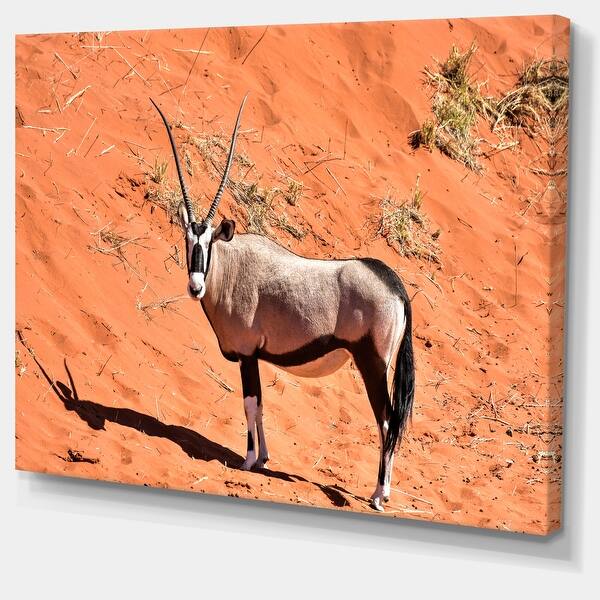 Designart "Large Oryx in Bright Namib Desert" Animal Canvas Art Print ...