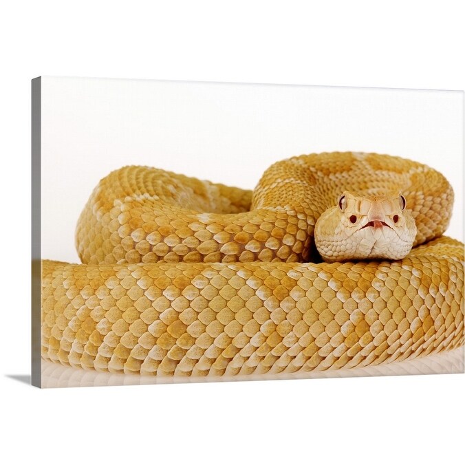 rattlesnake diamondback coloring pages