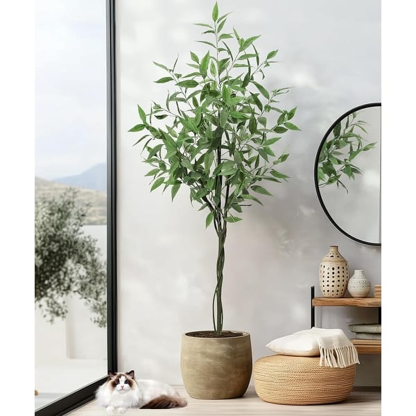potted eucalyptus tree