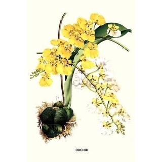 Orchid Oncidium Ampliatum Majus ...