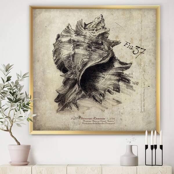 shell drawing design