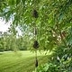 72" Long Antique Bronze Hanging Pinecone Rain Chain - Bed Bath & Beyond ...