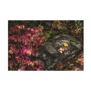 Kurt Shaffer Photographs 'Autumn Color Study In The Forest' Canvas Art ...