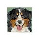 Stupell Bernese Mountain Dog Portrait Layered Ephemera Collage Wood ...