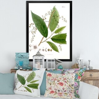 Designart "Vintage Brazilian Plant I" Traditional Framed Art Print ...