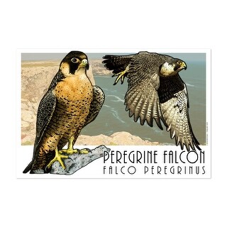 Peregrine Falcon Falco peregrinus Illustrations Bird Art Print/Poster ...