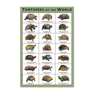 Tortoises of the World Illustrations Animals Art Print/Poster - Bed ...