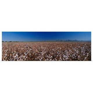 "Cotton Field" Poster Print - Bed Bath & Beyond - 16853188