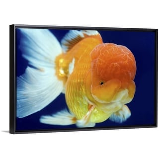 "Lion Head oranda goldfish" Black Float Frame Canvas Art - Bed Bath ...