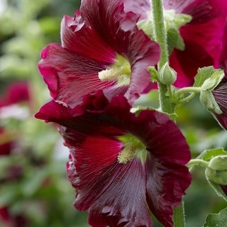 Van Zyverden Hollyhocks Alcea Rosea Red Set of 5 Roots - Bed Bath ...