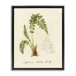 Stupell Scientific Fern Study Framed Floater Canvas Wall Art Design By ...