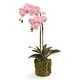 Phalaenopsis Orchid Drop-In 23" - Pink - Bed Bath & Beyond - 37624230