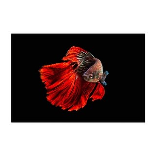 Angry Fish Photography Animals Betta Fish Nature Art Print/Poster - Bed ...
