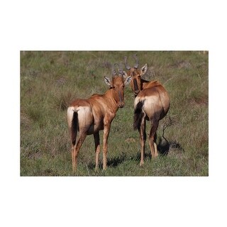 Bob Langrish 'Red Hartebeest' Canvas Art - Bed Bath & Beyond - 39538790