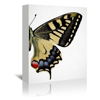 Americanflat - 8" x 10" Swallowtail Ii by Chaos & Wonder Design Wrapped ...