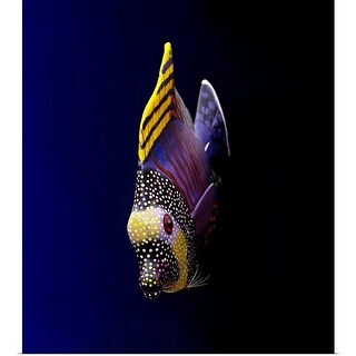 Tropical fish. - Multi - Bed Bath & Beyond - 16469512