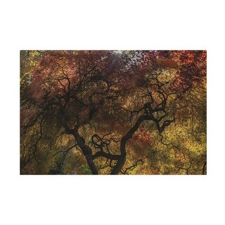 Kurt Shaffer Photographs 'Amazing Autumn Japanese Maple Tree Abstract ...