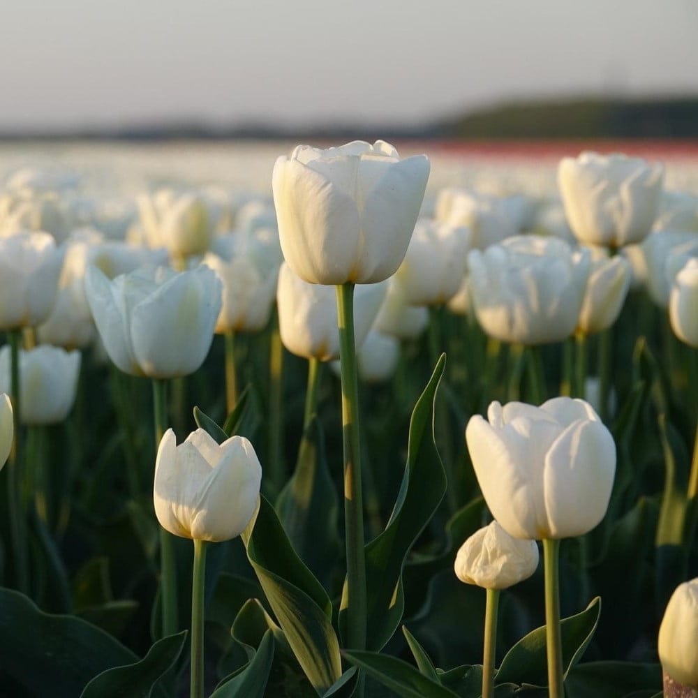 white tulips field
