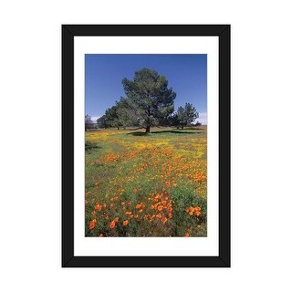 iCanvas "California Poppy And Eriophyllum Field With Pine Trees ...