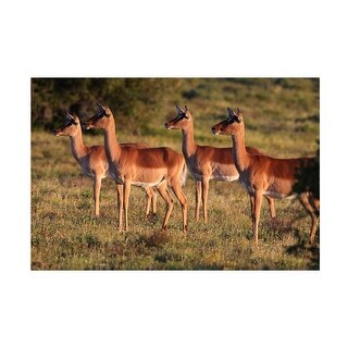 Bob Langrish 'Impala 2' Canvas Art - Bed Bath & Beyond - 39538720