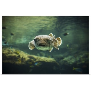 "Pufferfish inside a fish tank at Okinawa Churaumi Aquarium, Japan ...