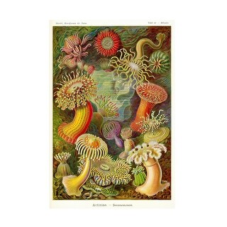 Print Collection 'Actiniae Scheiben-Strahlinge Heliodiscus' Canvas Art ...