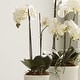 Phalaenopsis Orchid Drop-In 23" - Bed Bath & Beyond - 37624234