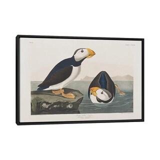 iCanvas "Large-Billed Puffin" by John James Audubon Framed Canvas Print ...