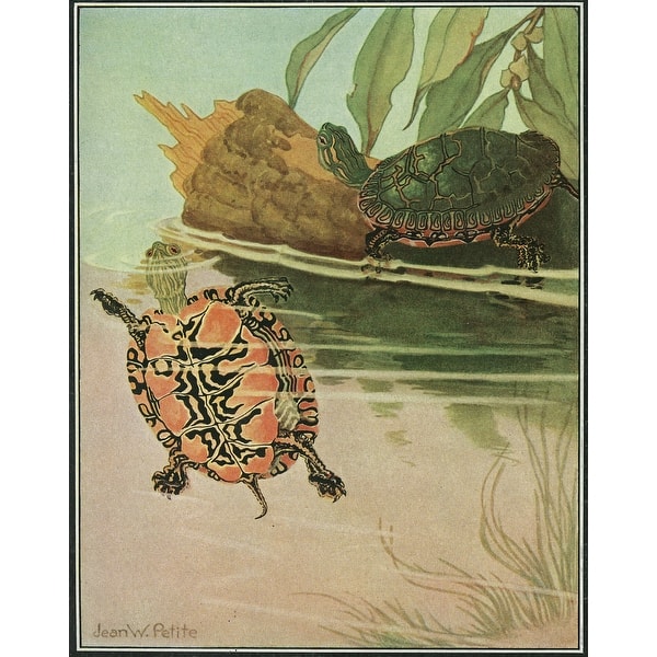Nature Magazine - Two Turtles in a Pond - Vintage Magazine Cover (Art ...