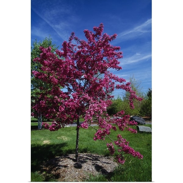 "Red prairie crabapple tree (Malus ioensis) in bloom, New York" Poster ...