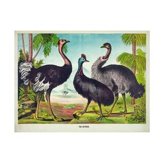 Print Collection 'The Ostrich' Canvas Art - Bed Bath & Beyond - 39535200