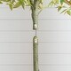 Fall Harvest Nandina Artificial Potted Tree - 5' - Unlit - Bed Bath ...