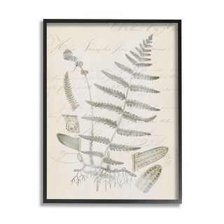 Stupell Latin Study Vintage Fern Botanical Framed Giclee Art by Tina ...