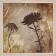 Tandi Venter 'Floral' Framed Art (Set of 2) - Bed Bath & Beyond - 32477791